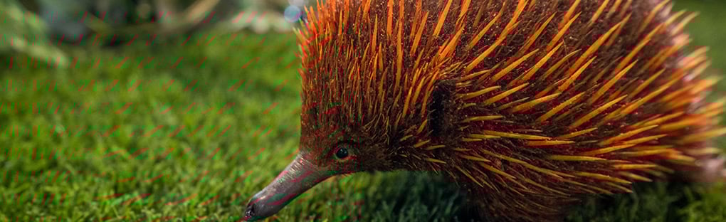 Bush Gardens Tampa Bay - Themeparkplanner