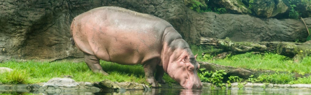 All animals at Bush Gardens Tampa Bay - Themeparkplanner