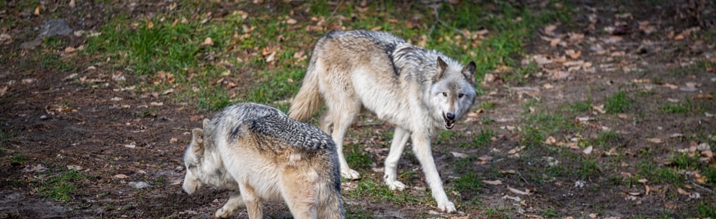 Wolf Valley @ Bush Gardens Williamsburg - Themeparkplanner