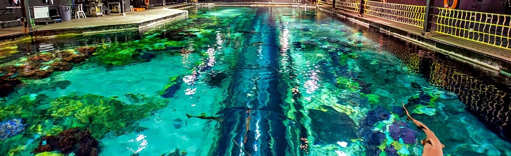 All rides of Seaworld Orlando - Themeparkplanner