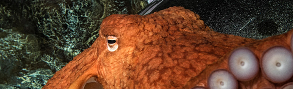 All shows at Seaworld San Diego - Themeparkplanner